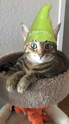 Meraki cats 😺 - The Meraki Community