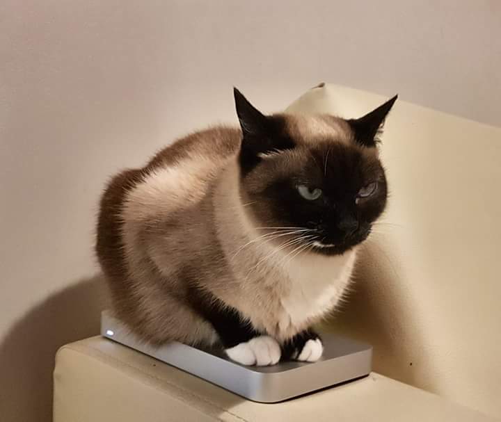 Meraki cats 😺 - Page 2 - The Meraki Community