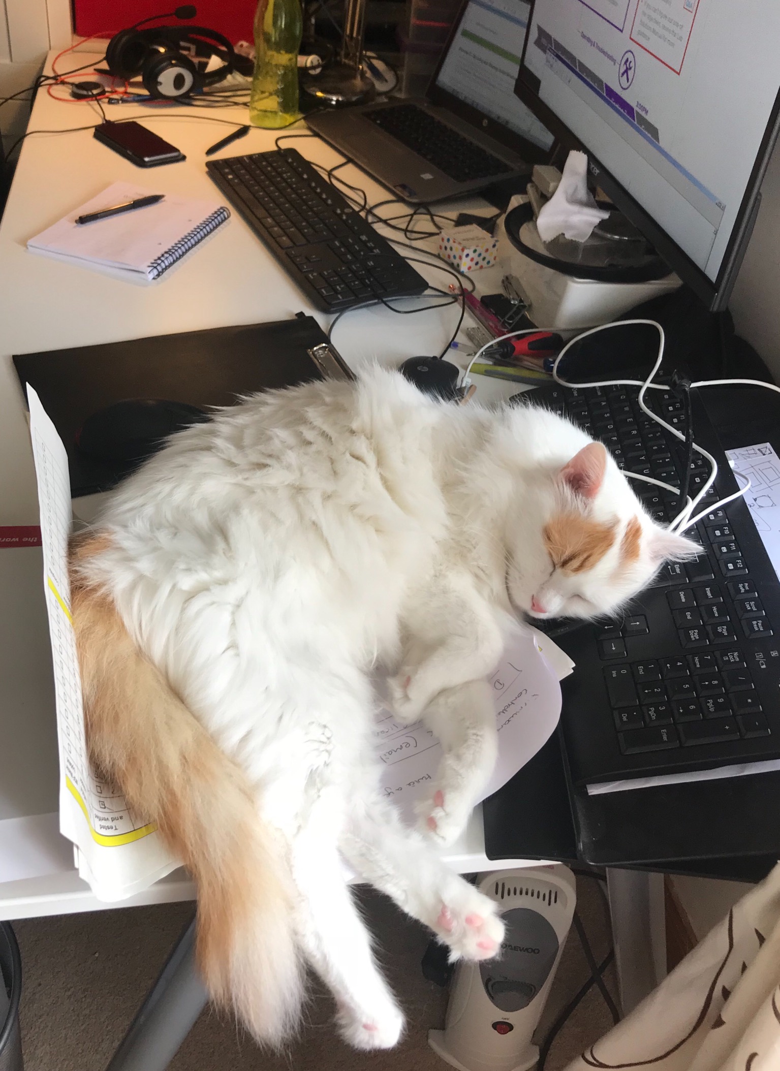 Meraki cats 😺 - Page 2 - The Meraki Community