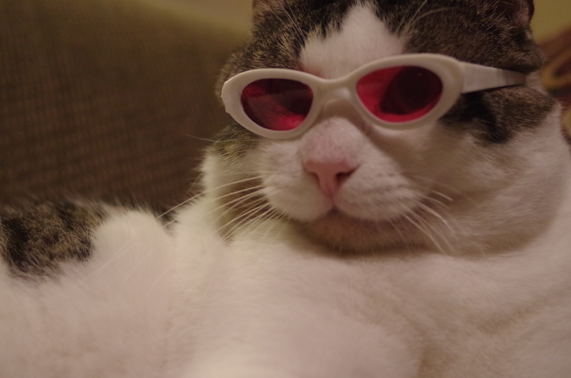 Meraki cats 😺 - Page 2 - The Meraki Community